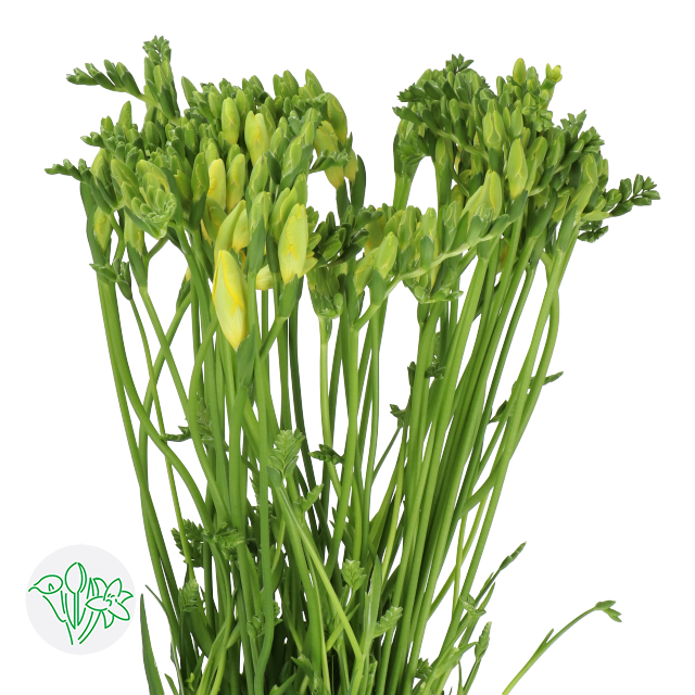 Freesia Dukaat | Holex Flower