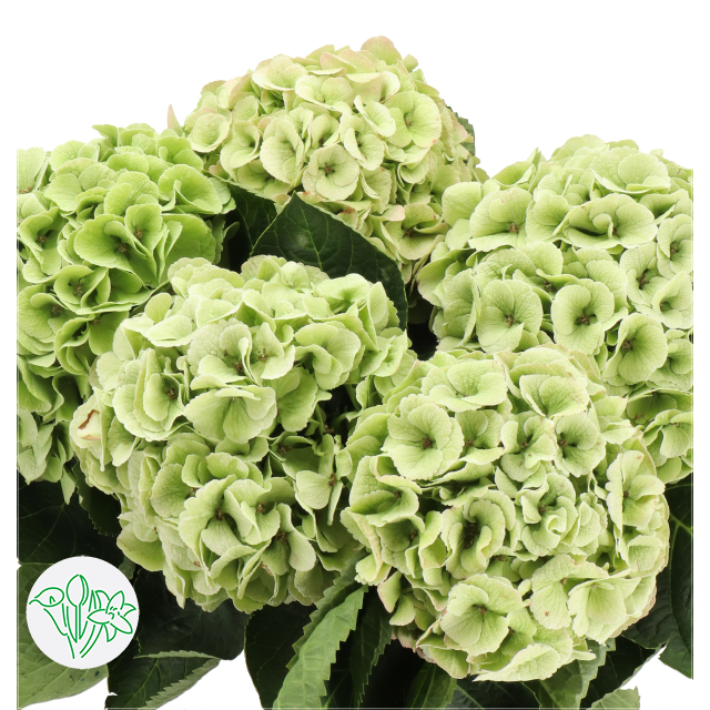 Hydrangea Classic My Matcha | Holex Flower