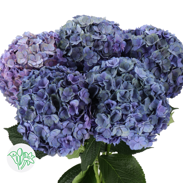 Hydrangea Classic Royal Anastasia Blue | Hydrangea Classic | Hydrangea ...
