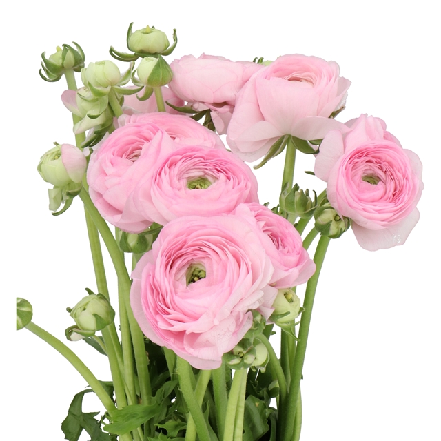 Ranunculus Cloni Confetto | Ranunculus | Ranunculus | Flowers | All ...