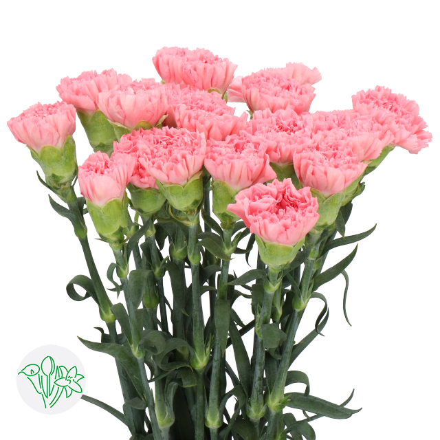 Carnation Kleos | Carnation | Dianthus (Carnation) Standard | Dianthus ...