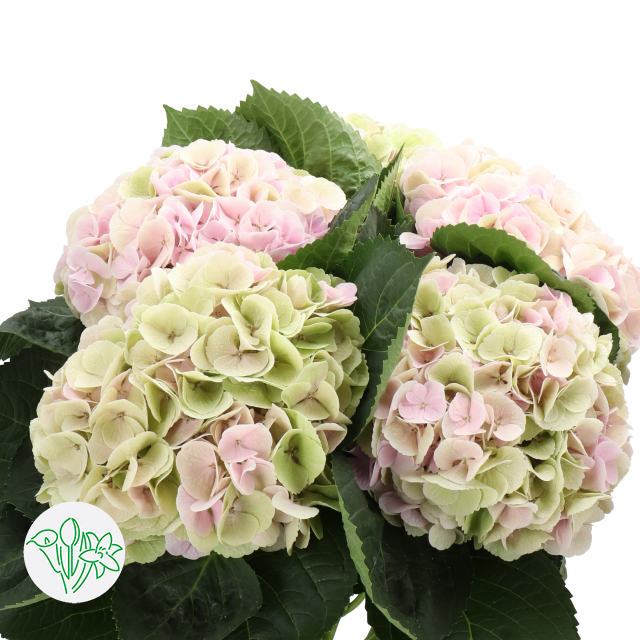 Hydrangea Classic My Matcha Pink/Green | Hydrangea Classic | Hydrangea ...