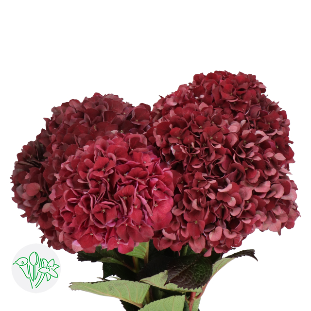 Hydrangea Classic Magical Ruby Red | Holex Flower