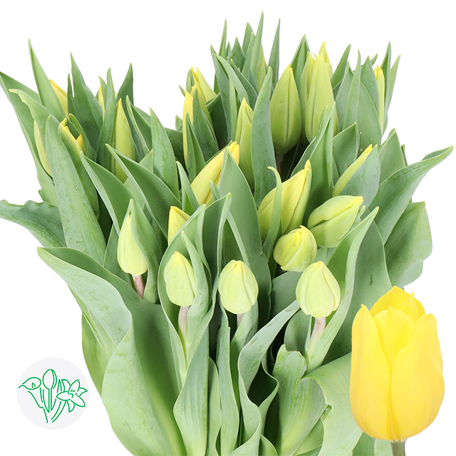 Tulip Strong Gold | Tulip | Tulip Single | Tulip | Flowers | All ...