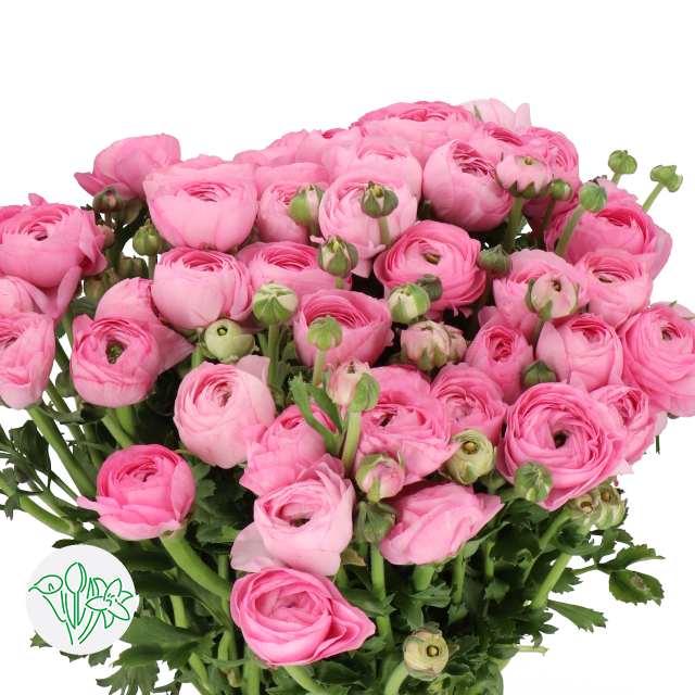 Ranunculus Cloni Pink 121 | Holex Flower
