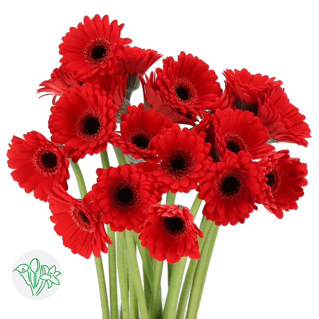 Germini Nano Piccolini Catania | Holex Flower
