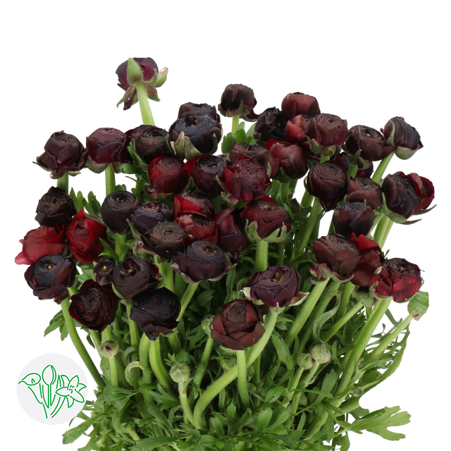 Ranunculus Elegance Violet | Holex Flower