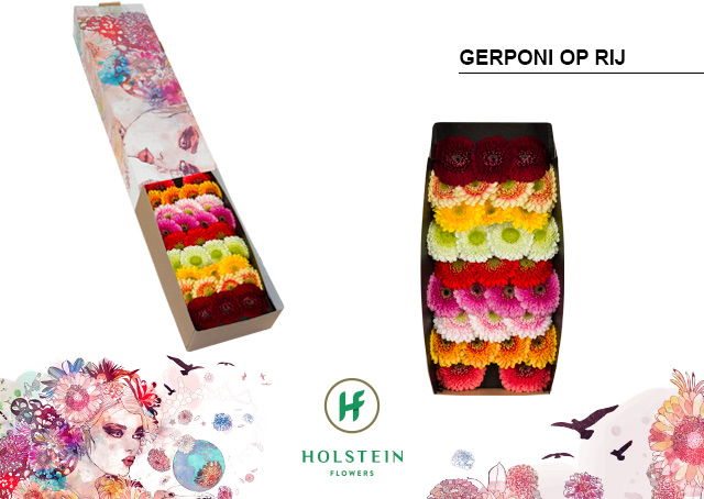 Germini (small box) Pomponi Mixed In Row | Holex Flower