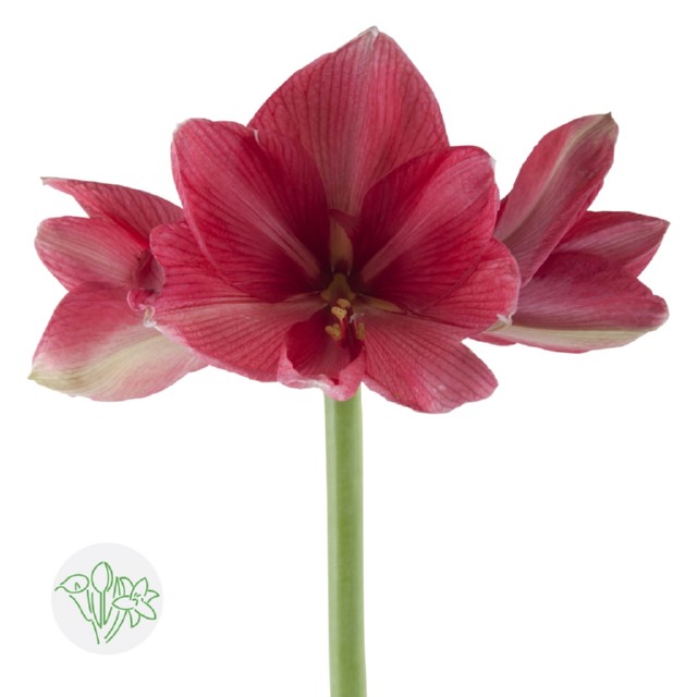 Amaryllis Hercules | Holex Flower