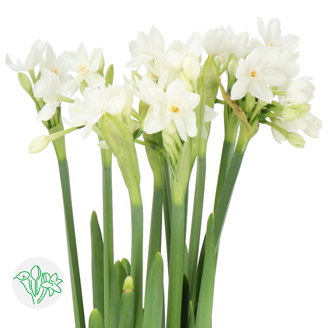Daffodil Paperwhite | Holex Flower