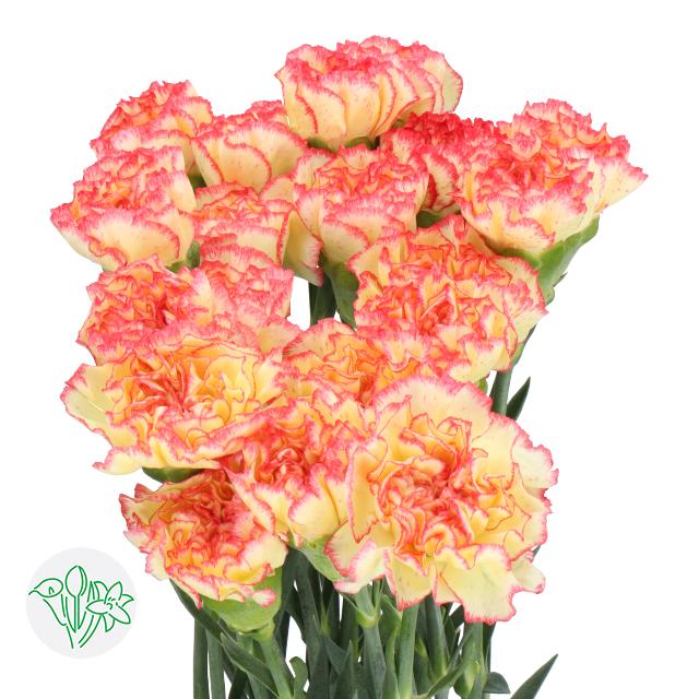 Carnation Yellow Viana | Buyer's Choice | Selections | All products ...