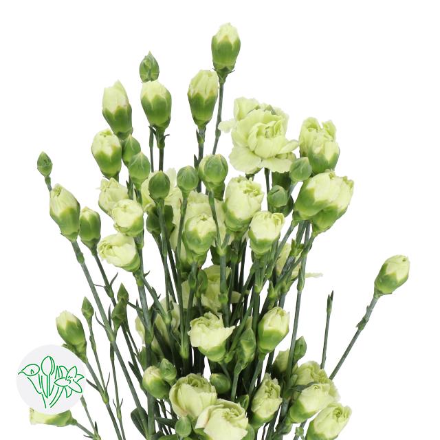 Carnation Spray Skadi | Holex Flower