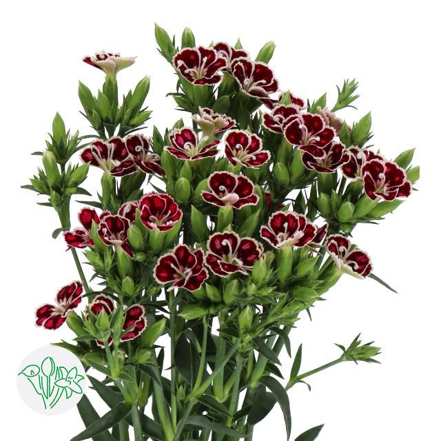 Carnation Spray Raffine Petit Fay | Holex Flower