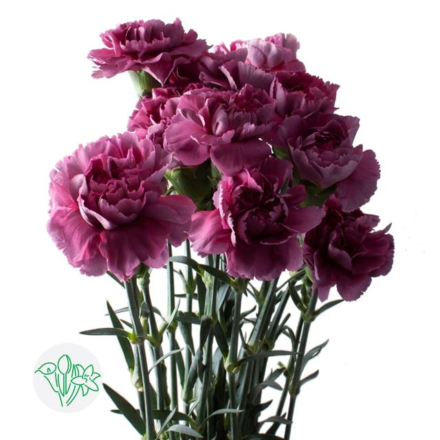 Carnation Hypnosis | Holex Flower