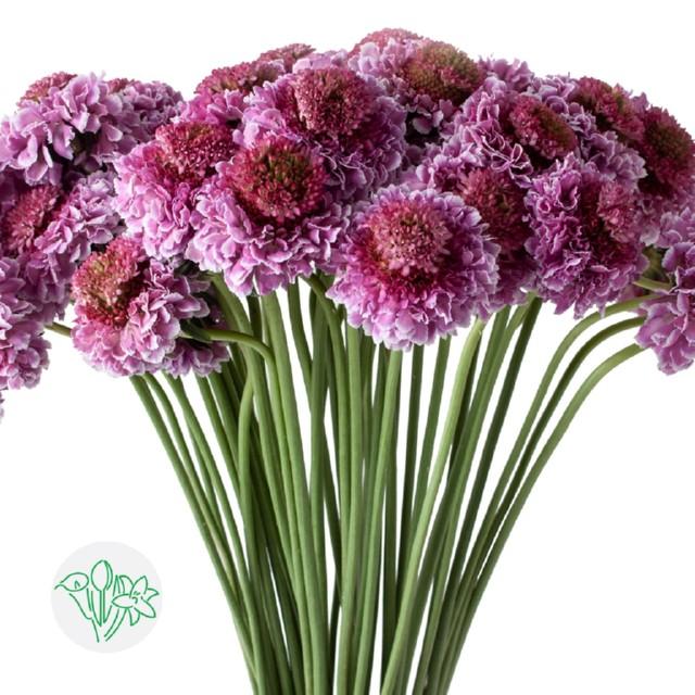 Scabiosa At Focal Scoop Bicolor Pink | Scabiosa At | Scabiosa ...