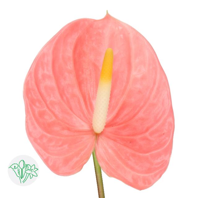 Anthurium Farao | Holex Flower