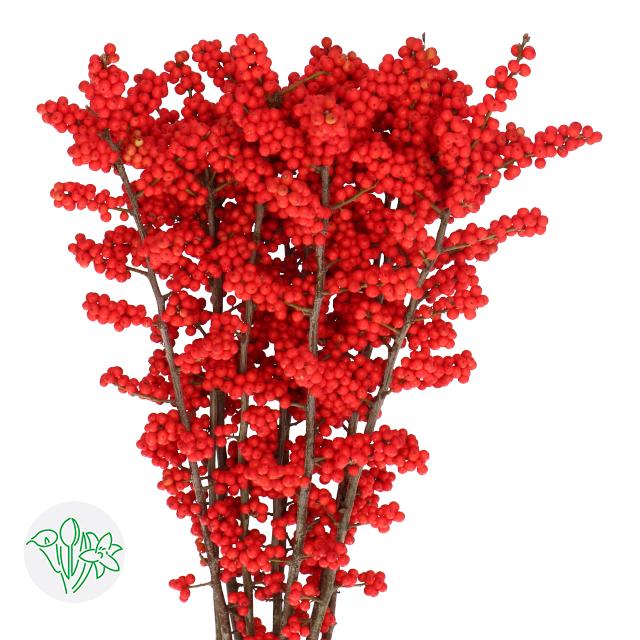 Ilex Verticillata Brit Buys | Ilex | Ilex | Ilex, Berries, Branches ...