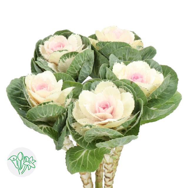 Kale Empire Selena | Kale | Brassica (Kale) oleracea | Brassica (Kale ...