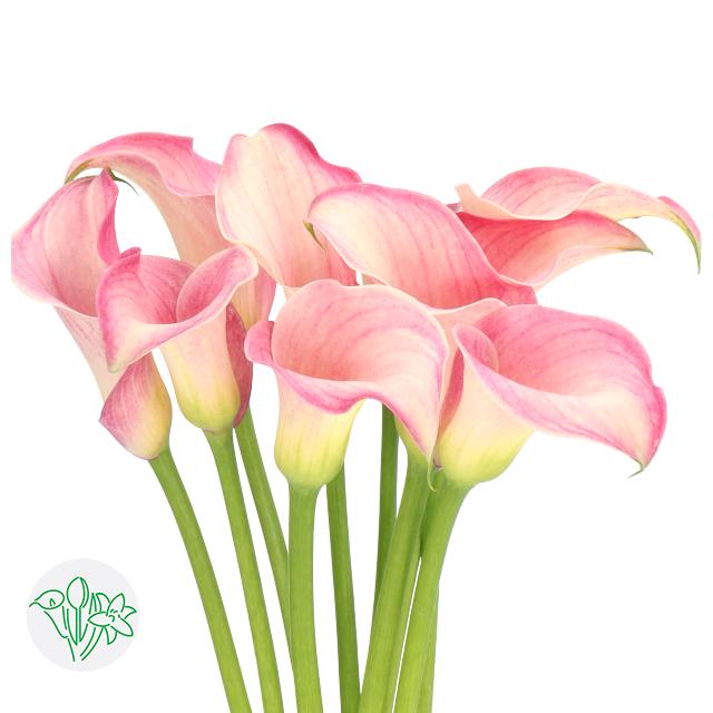 Calla Blushing Lady | Holex Flower
