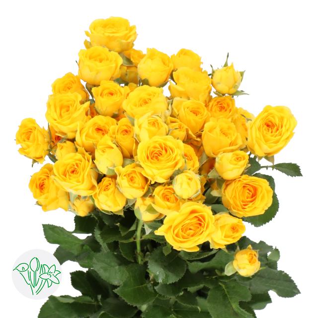 Rosa Spray Ramona | Rosa Spray | Rosa Spray | Rosa | Flowers | All ...