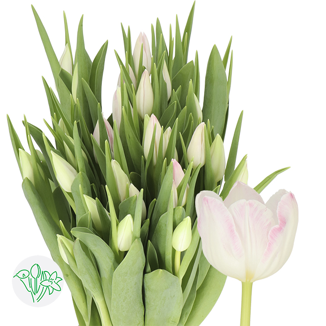 Tulip First Class | Holex Flower