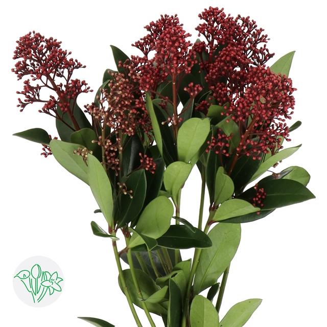Skimmia Per Bunch Rubella | Holex Flower