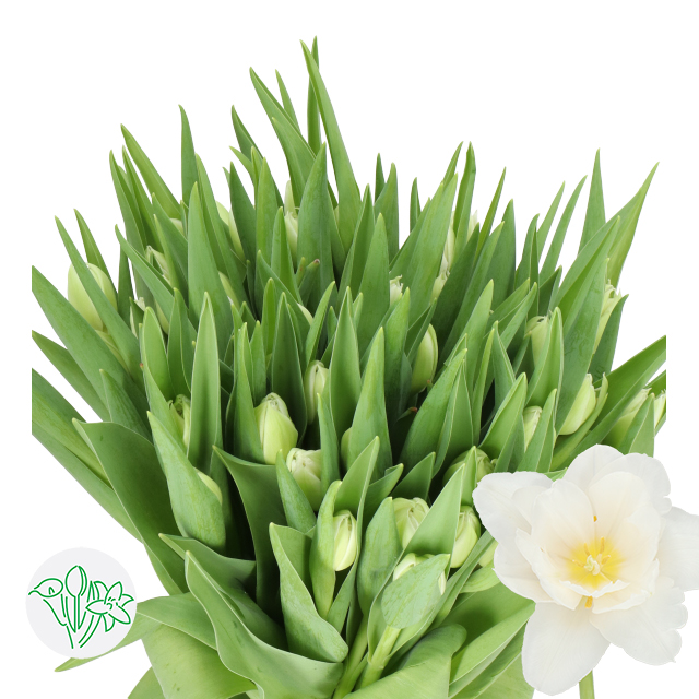 Tulip Double Mondial | Holex Flower