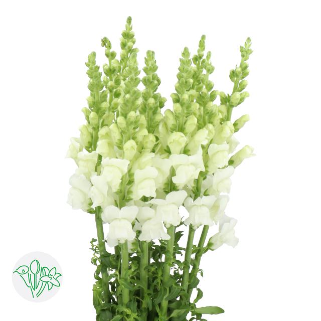 Snapdragon Opus White | Holex Flower