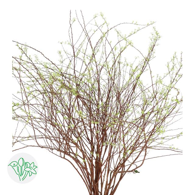 Spiraea Grefsheim | Holex Flower