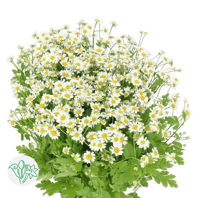 Tanacetum (Matricaria) Single Vegmo | Tanacetum (Matricaria ...