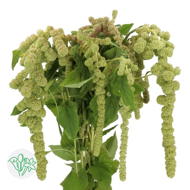Amaranthus Cycloop | Holex Flower