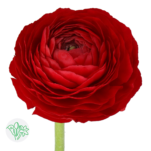 Ranunculus Elegance Red | Holex Flower
