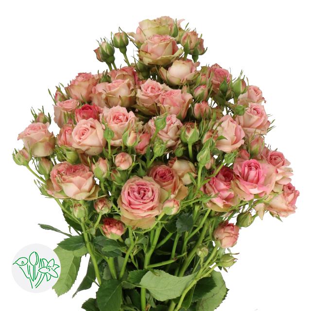 Rosa Spray Pepita | Rosa Spray | Rosa Spray | Rosa | Flowers | All ...