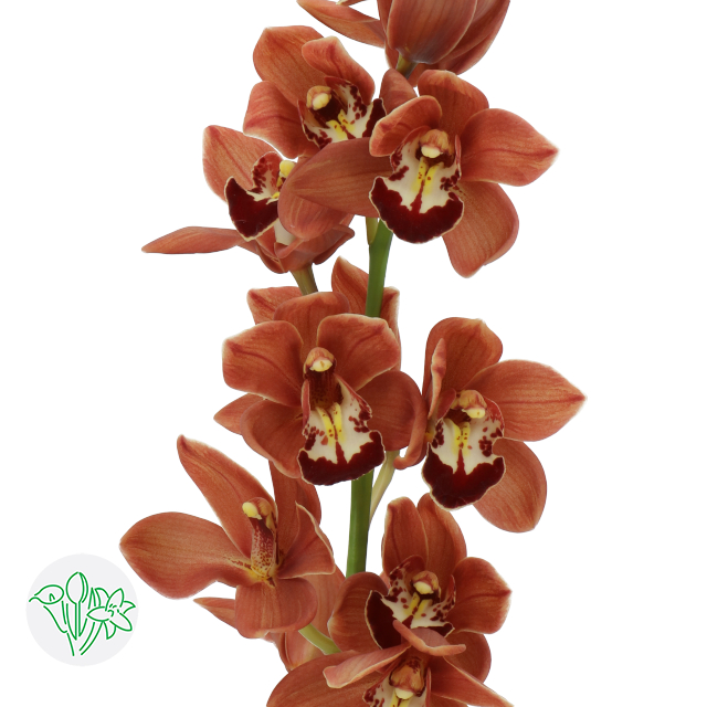 Cymbidium Mini Brownie | Holex Flower