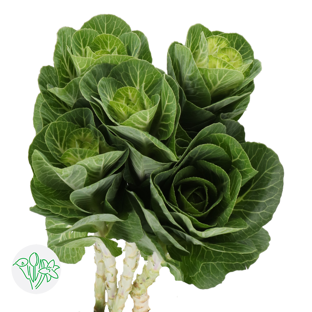 Kale Green White | Kale | Brassica (Kale) oleracea | Brassica (Kale ...