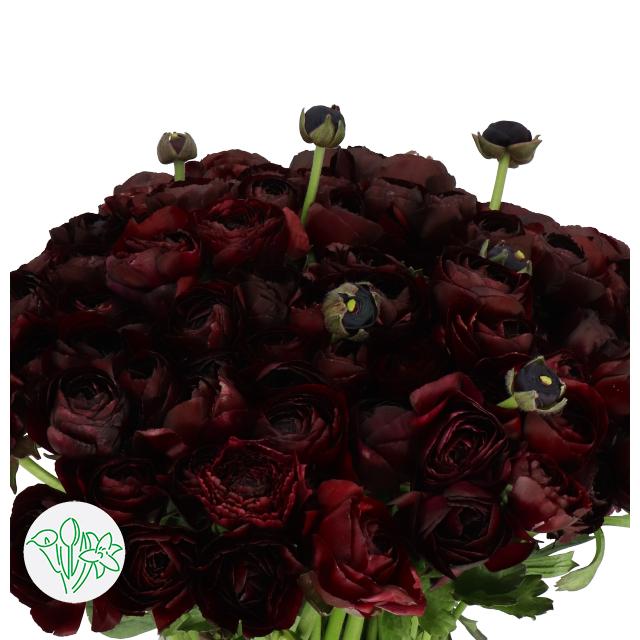 Ranunculus Cloni Nerone | Ranunculus | Ranunculus | Flowers | All ...