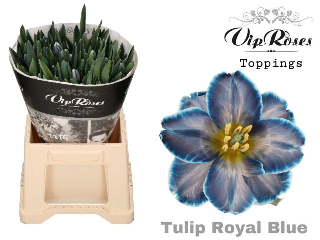 Tulip Dyed Royal Blue | Holex Flower