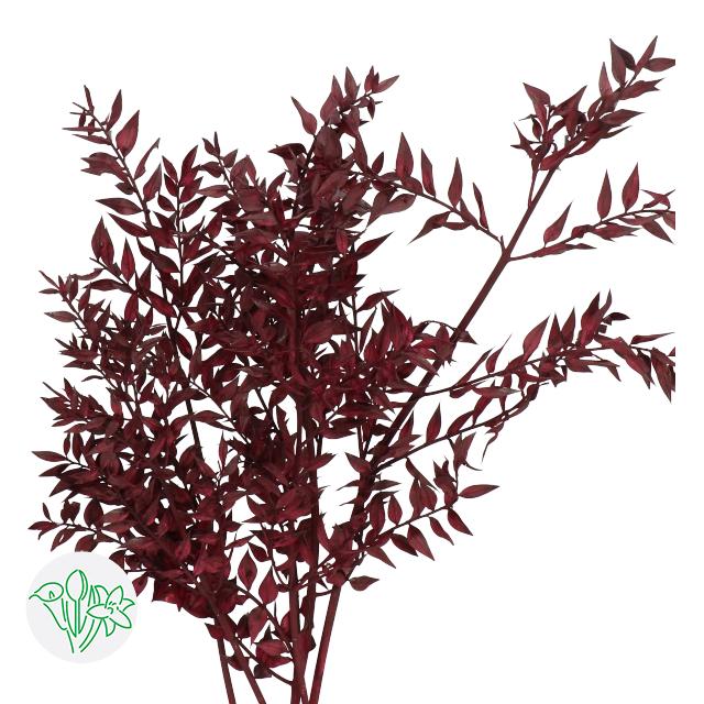 Ruscus Preserved Per Bunch Burgundy | Holex Flower