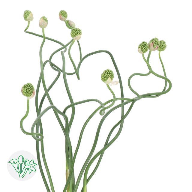 Allium Green Berry | Holex Flower