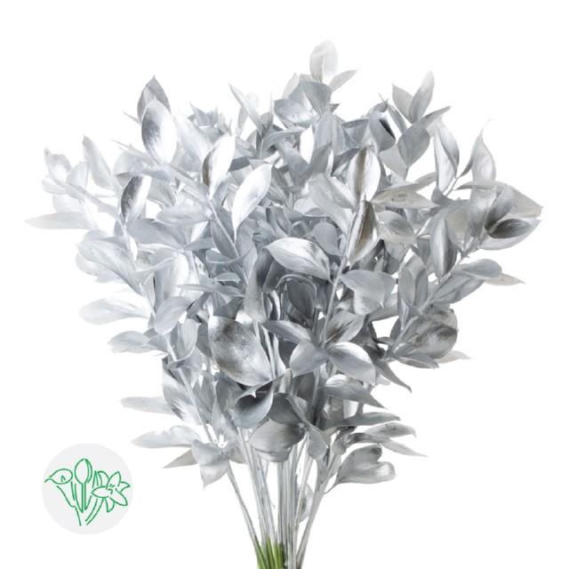 Ruscus Dyed Silver | Ruscus Dyed | Ruscus Dyed | Dyed Ruscus | Dyed ...