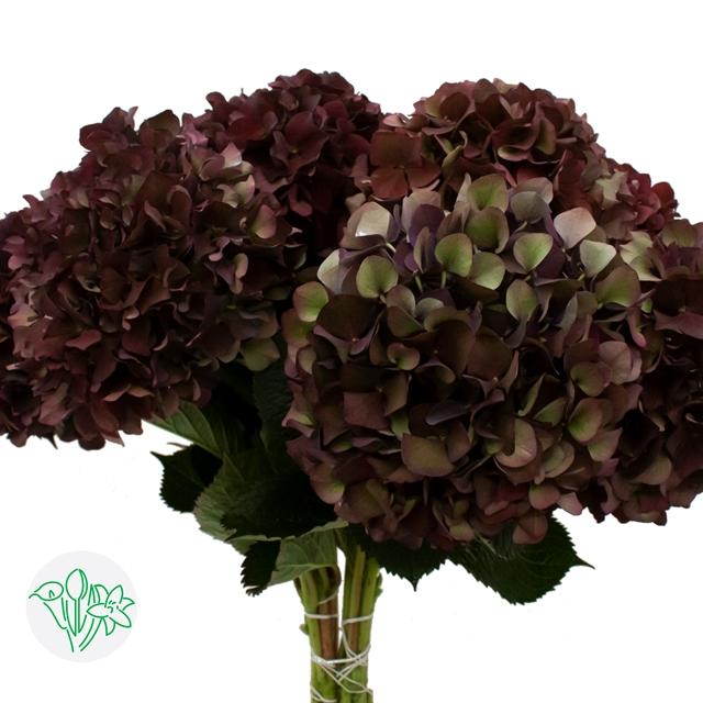 Hydrangea Classic Magical Ruby Burgundy | Hydrangea Classic | Hydrangea ...